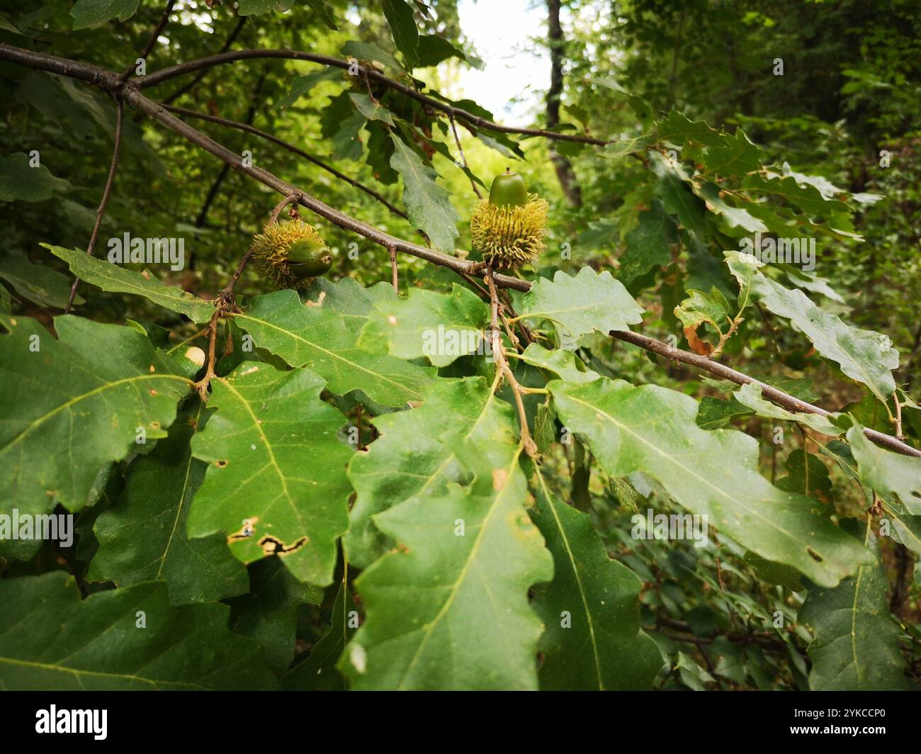 Turkey Oak (Quercus cerris Stock Photo - Alamy