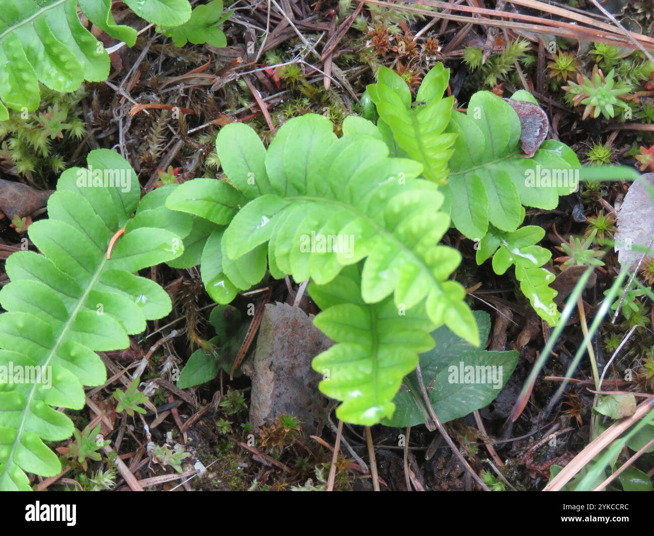 western polypody (Polypodium hesperium Stock Photo - Alamy