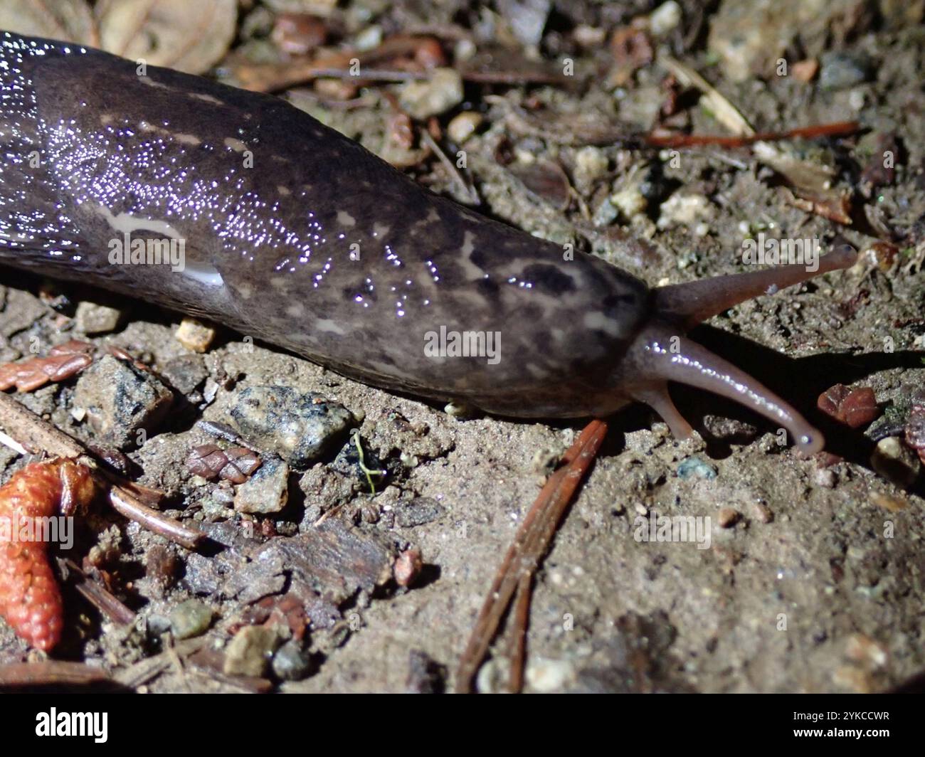 Leopard Slug (Limax maximus Stock Photo - Alamy