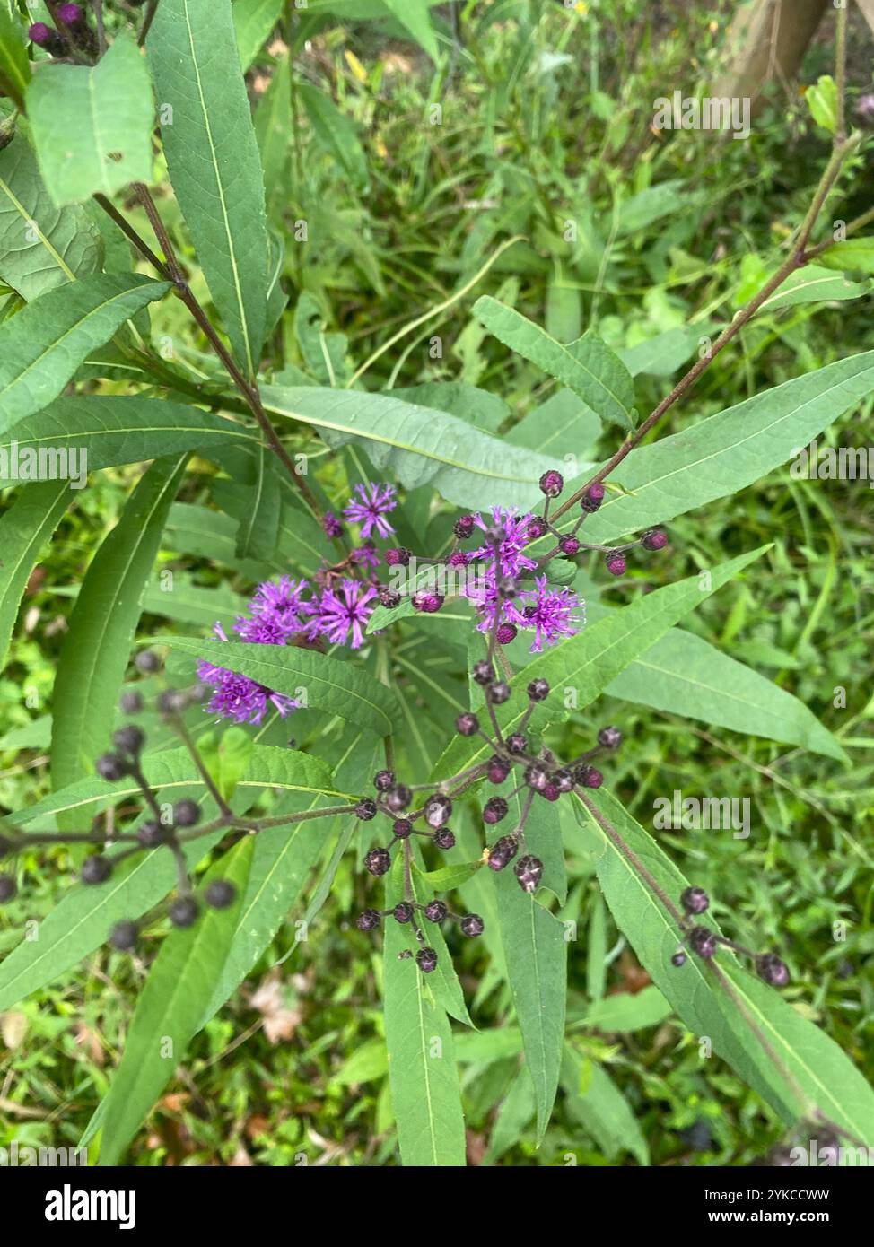 Tall Ironweed (Vernonia gigantea Stock Photo - Alamy