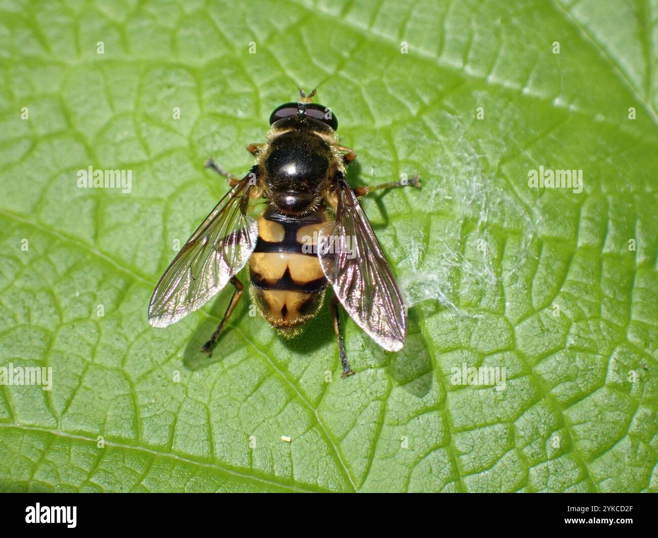 Western Wood Fly (Blera scitula Stock Photo - Alamy