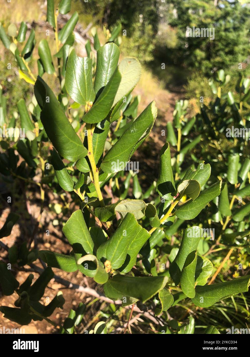 Snowbrush Ceanothus (Ceanothus velutinus Stock Photo - Alamy