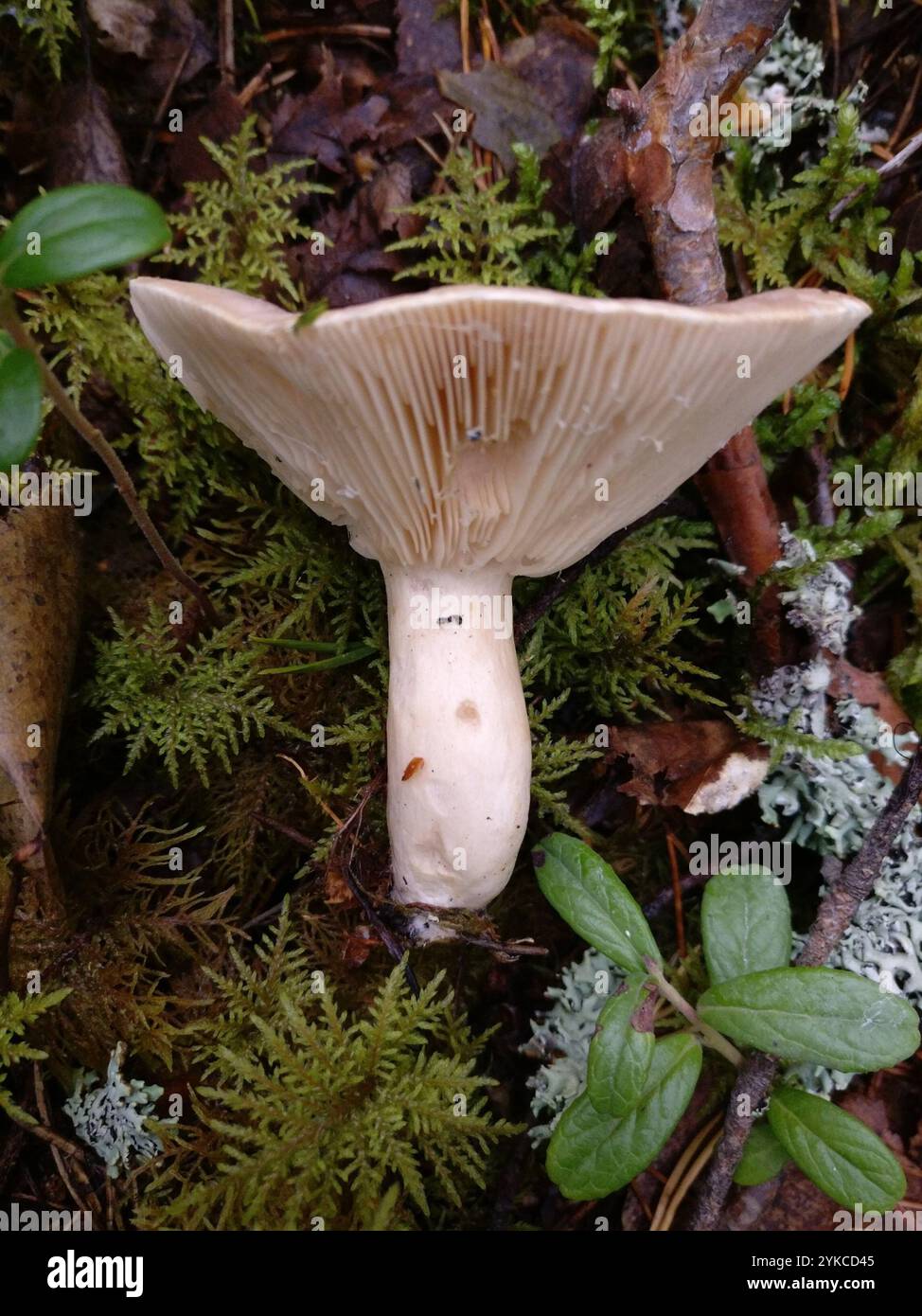 tacked milkcap (Lactarius trivialis Stock Photo - Alamy