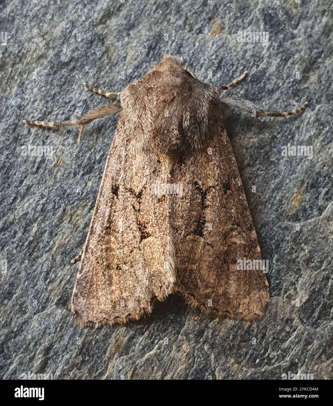 Flounced Rustic (Luperina testacea Stock Photo - Alamy