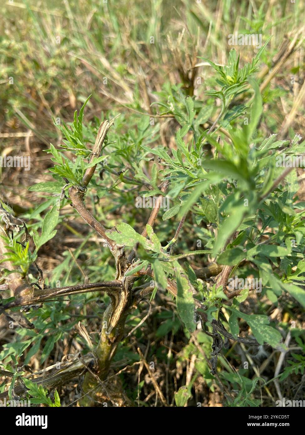 western ragweed (Ambrosia psilostachya Stock Photo - Alamy