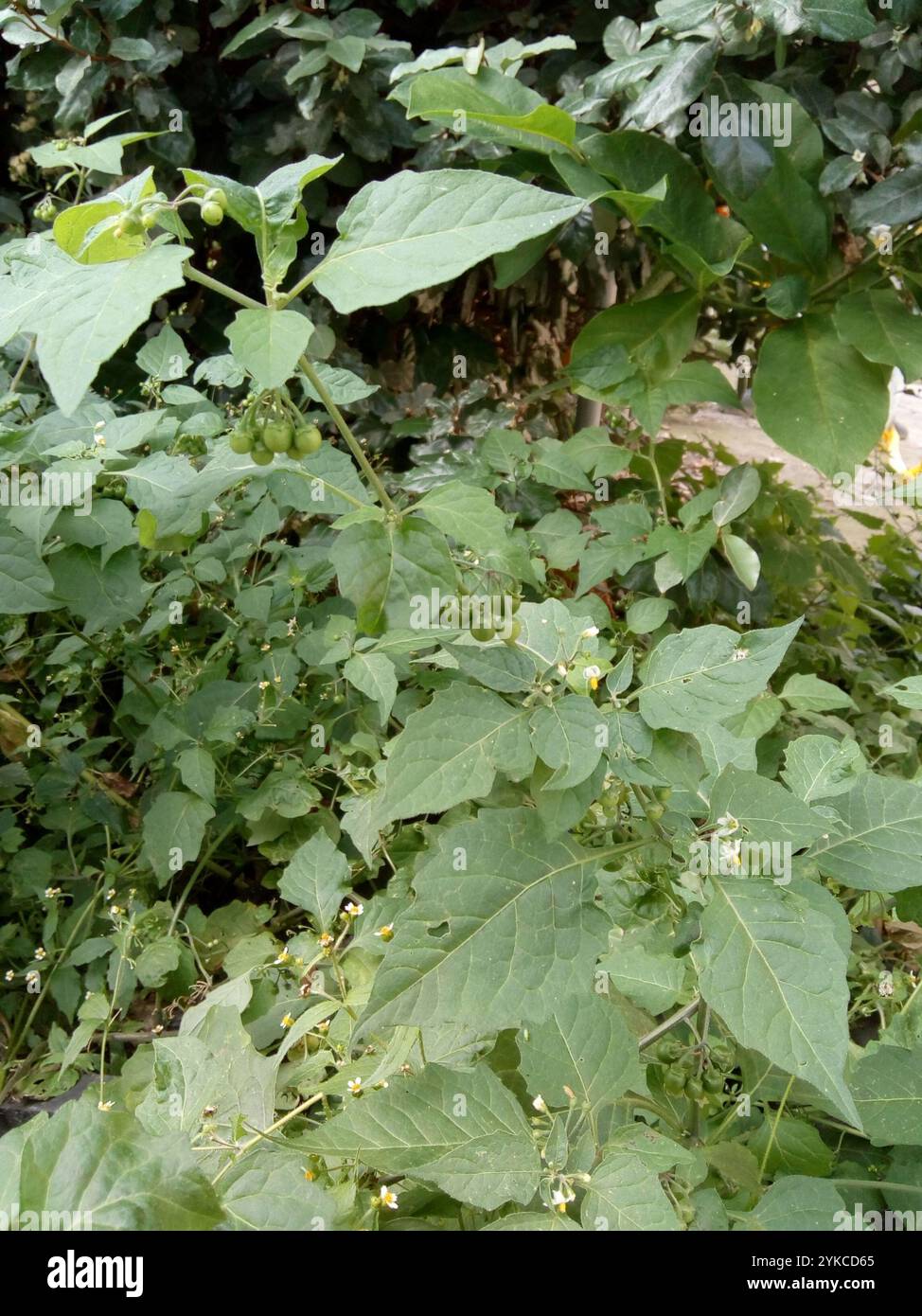 black nightshade (Solanum nigrum Stock Photo - Alamy