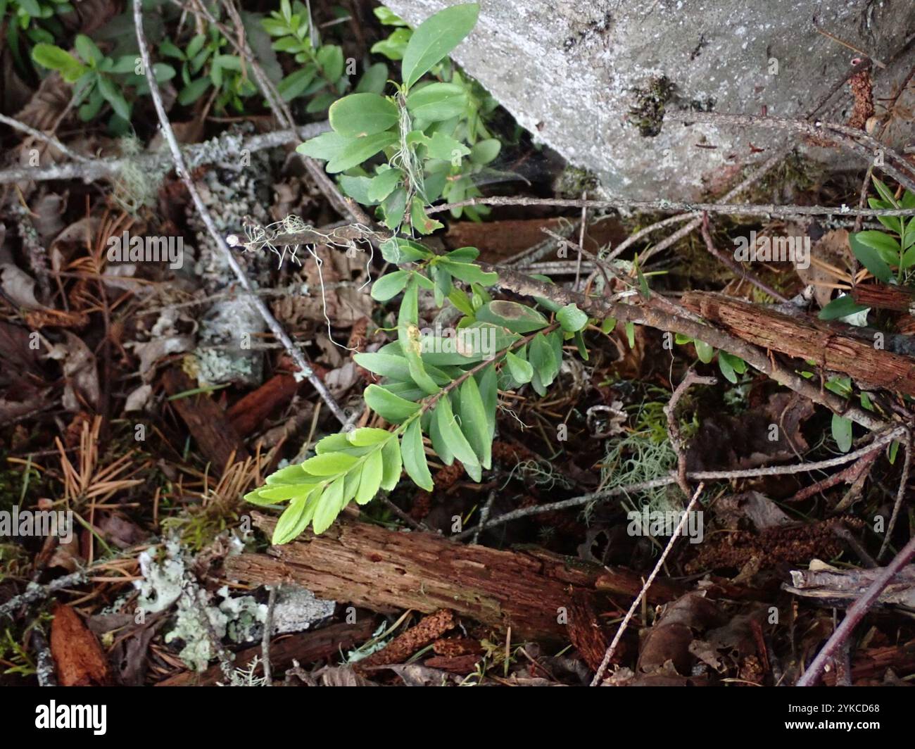 Oregon Boxwood (Paxistima myrsinites Stock Photo - Alamy