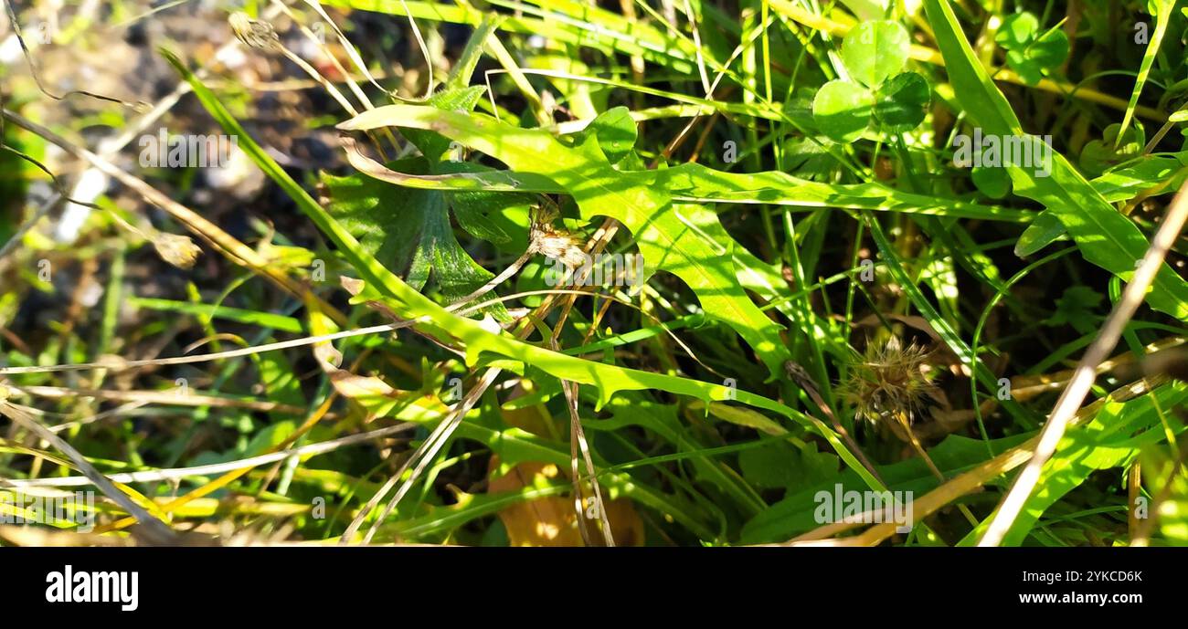Autumn Hawkbit (Scorzoneroides autumnalis Stock Photo - Alamy