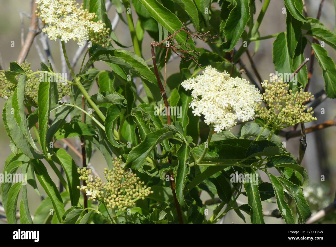 blue elder (Sambucus cerulea Stock Photo - Alamy