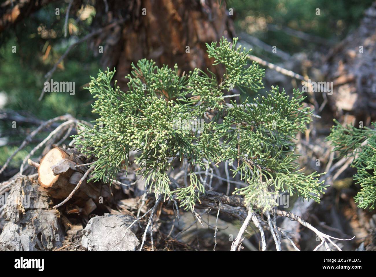 Sierra juniper (Juniperus grandis Stock Photo - Alamy