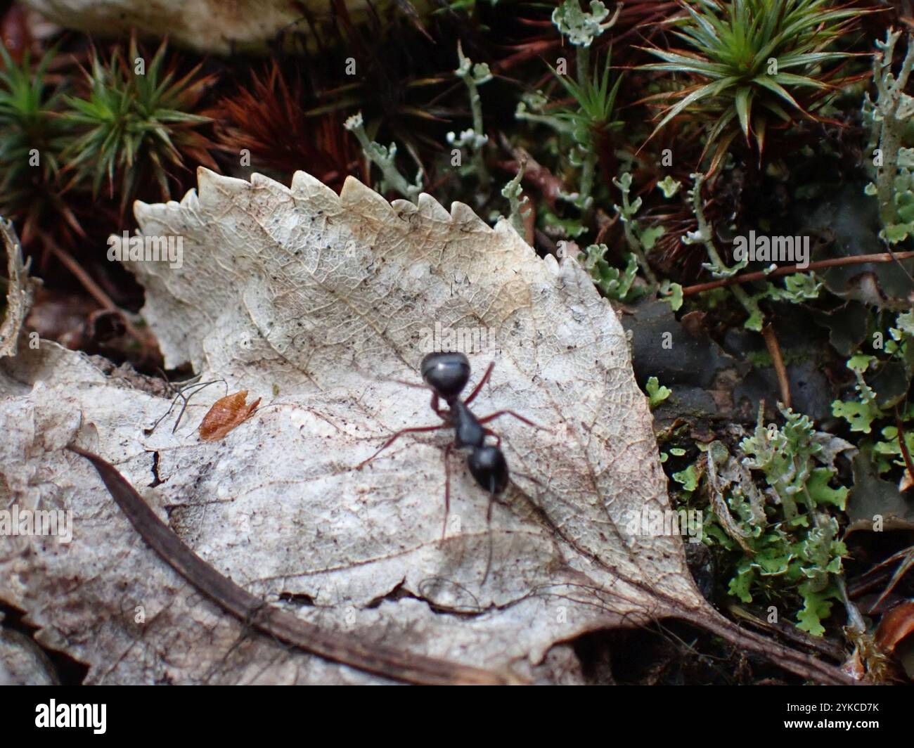 Western Black Carpenter Ant (Camponotus modoc Stock Photo - Alamy