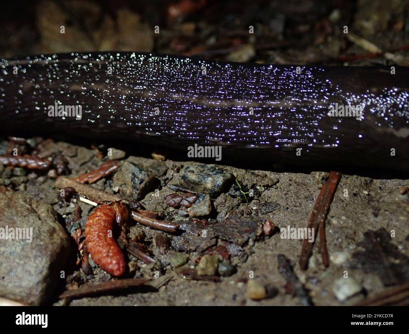Leopard Slug (Limax maximus Stock Photo - Alamy