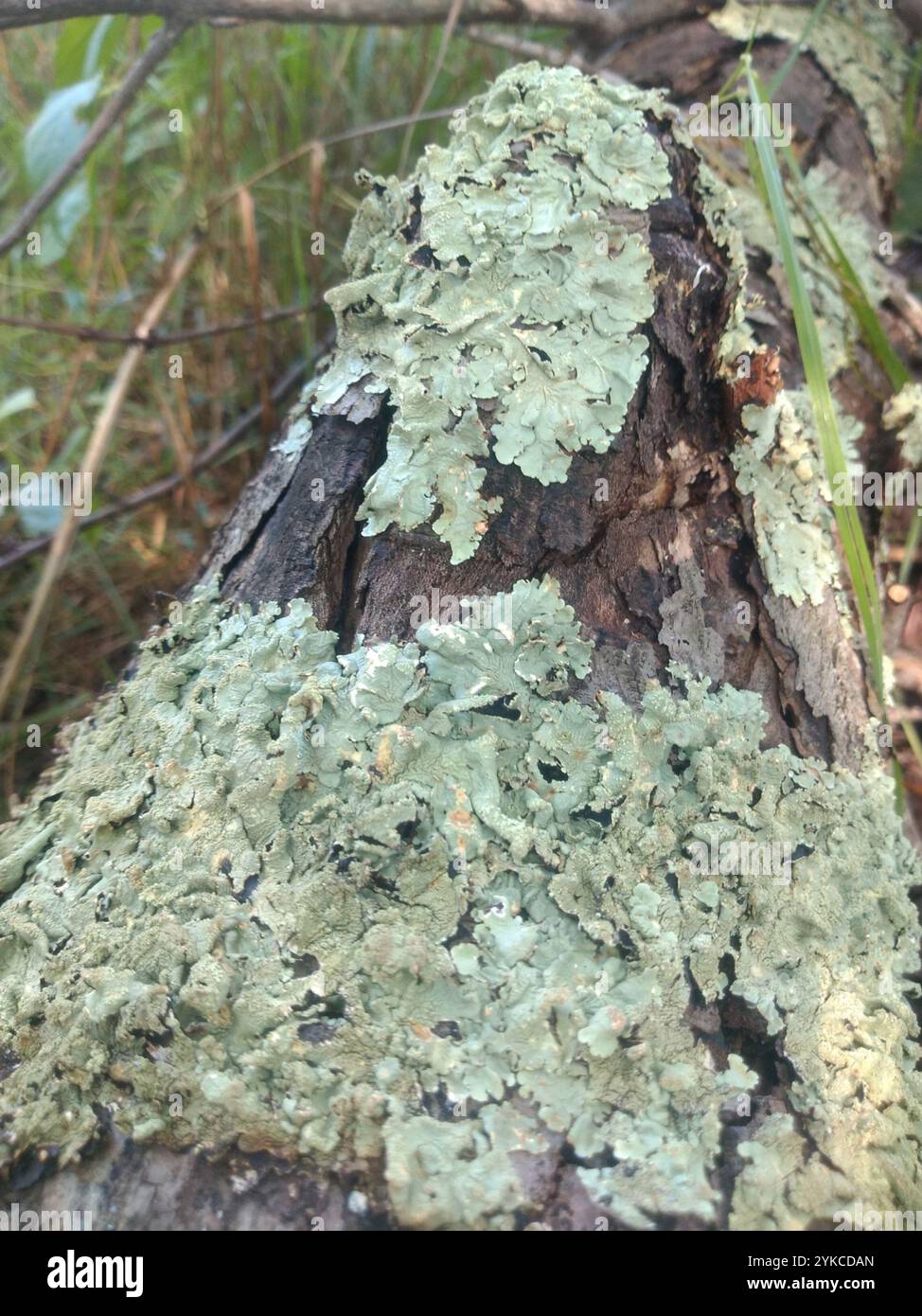 rock greenshield lichen (Flavoparmelia baltimorensis Stock Photo - Alamy