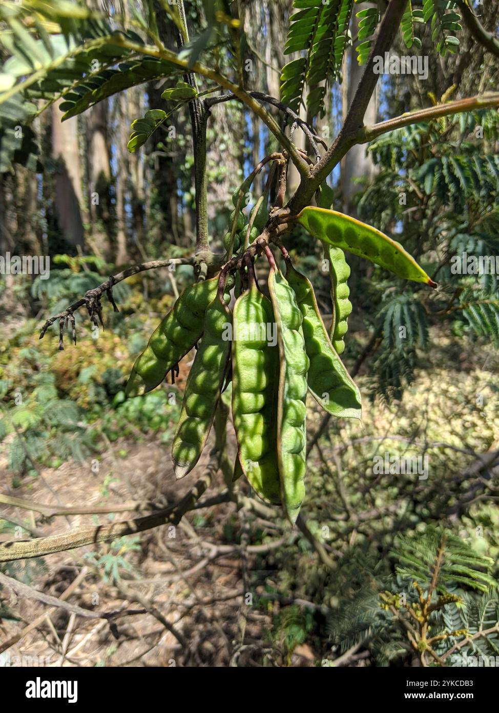 Plume Albizia (Paraserianthes lophantha Stock Photo - Alamy
