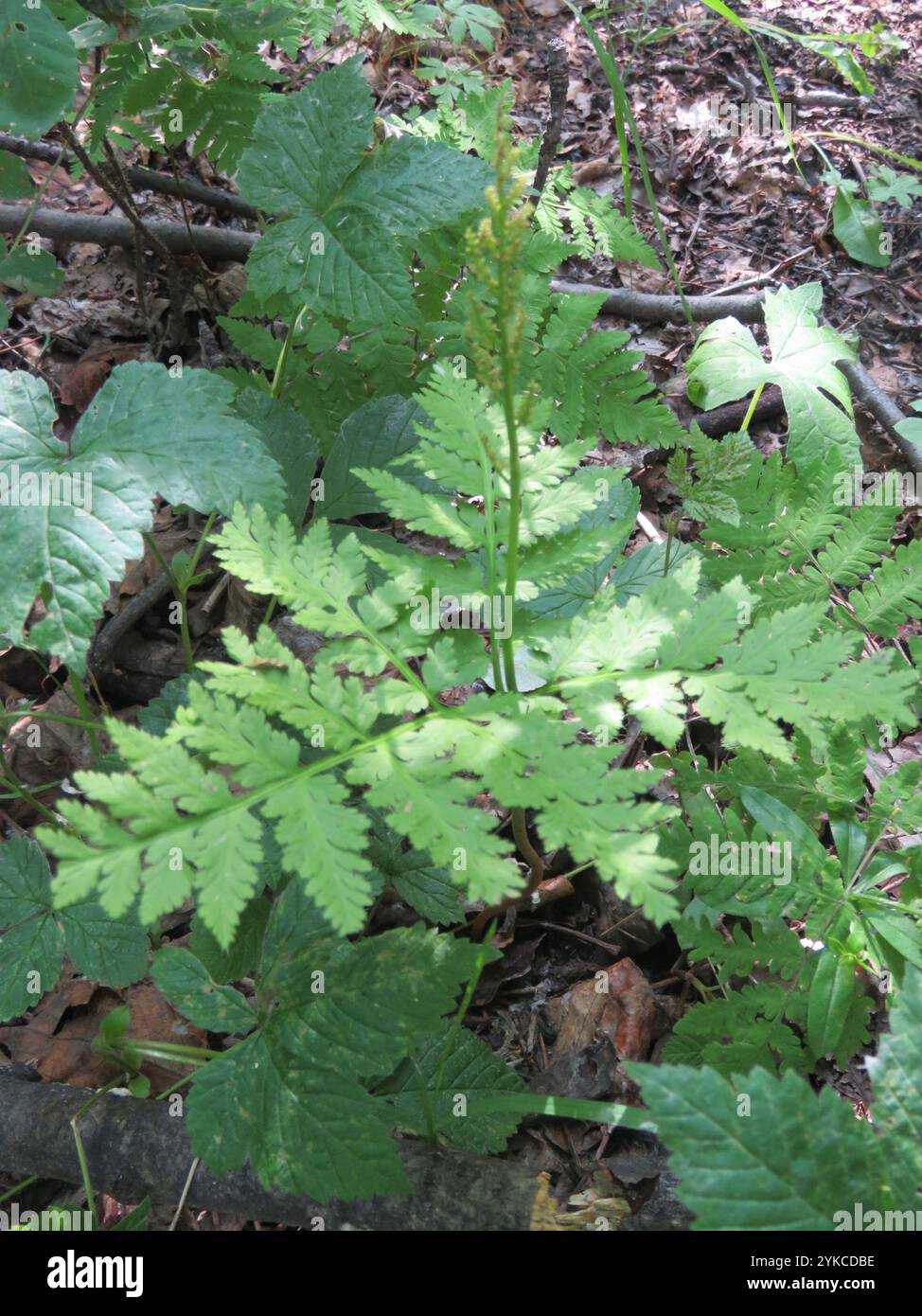 rattlesnake fern (Botrypus virginianus Stock Photo - Alamy