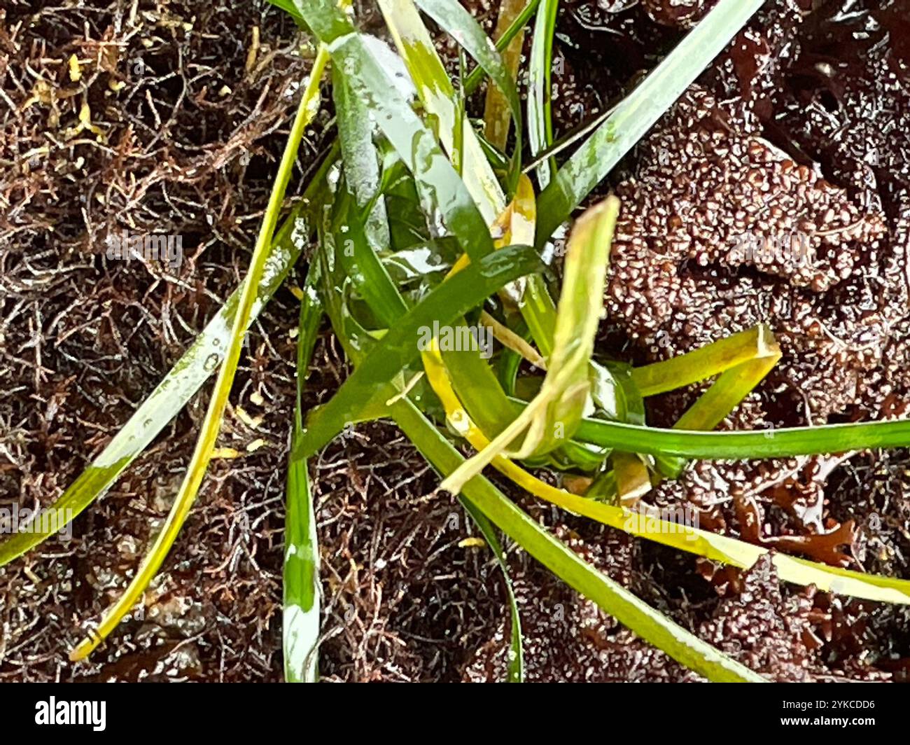 Surfgrass hi-res stock photography and images - Alamy