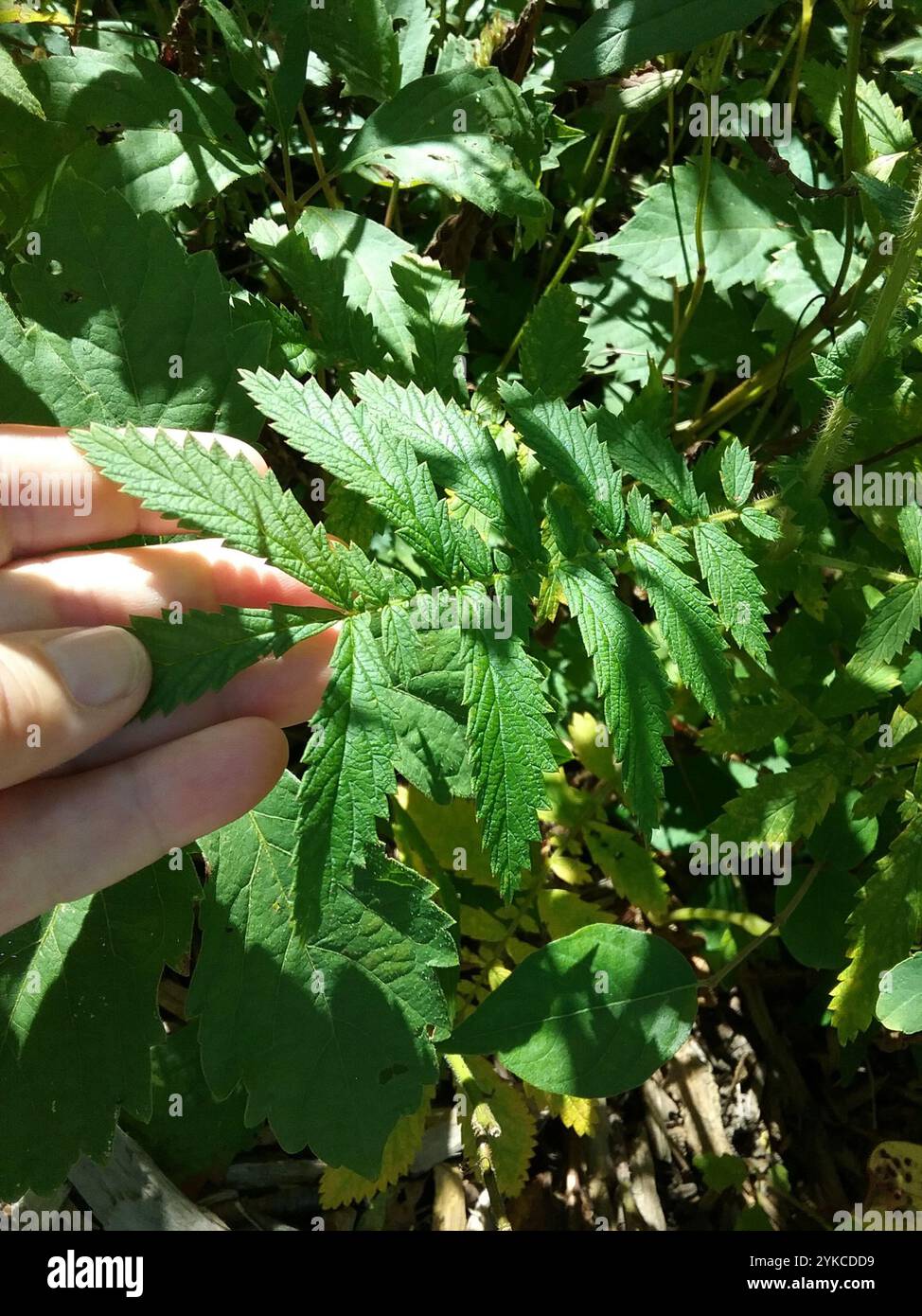 swamp agrimony (Agrimonia parviflora Stock Photo - Alamy