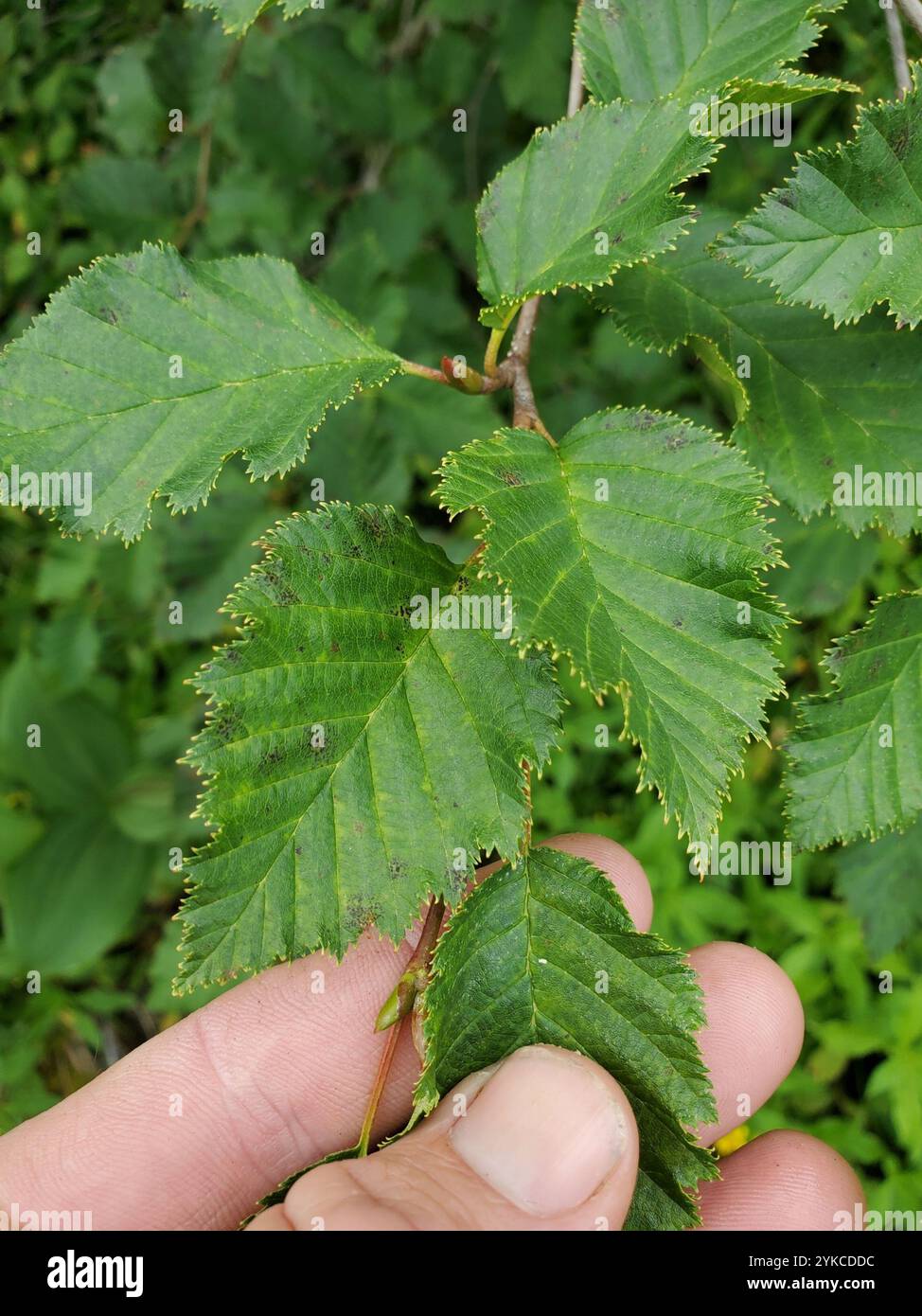 Sitka Alder (Alnus alnobetula sinuata Stock Photo - Alamy