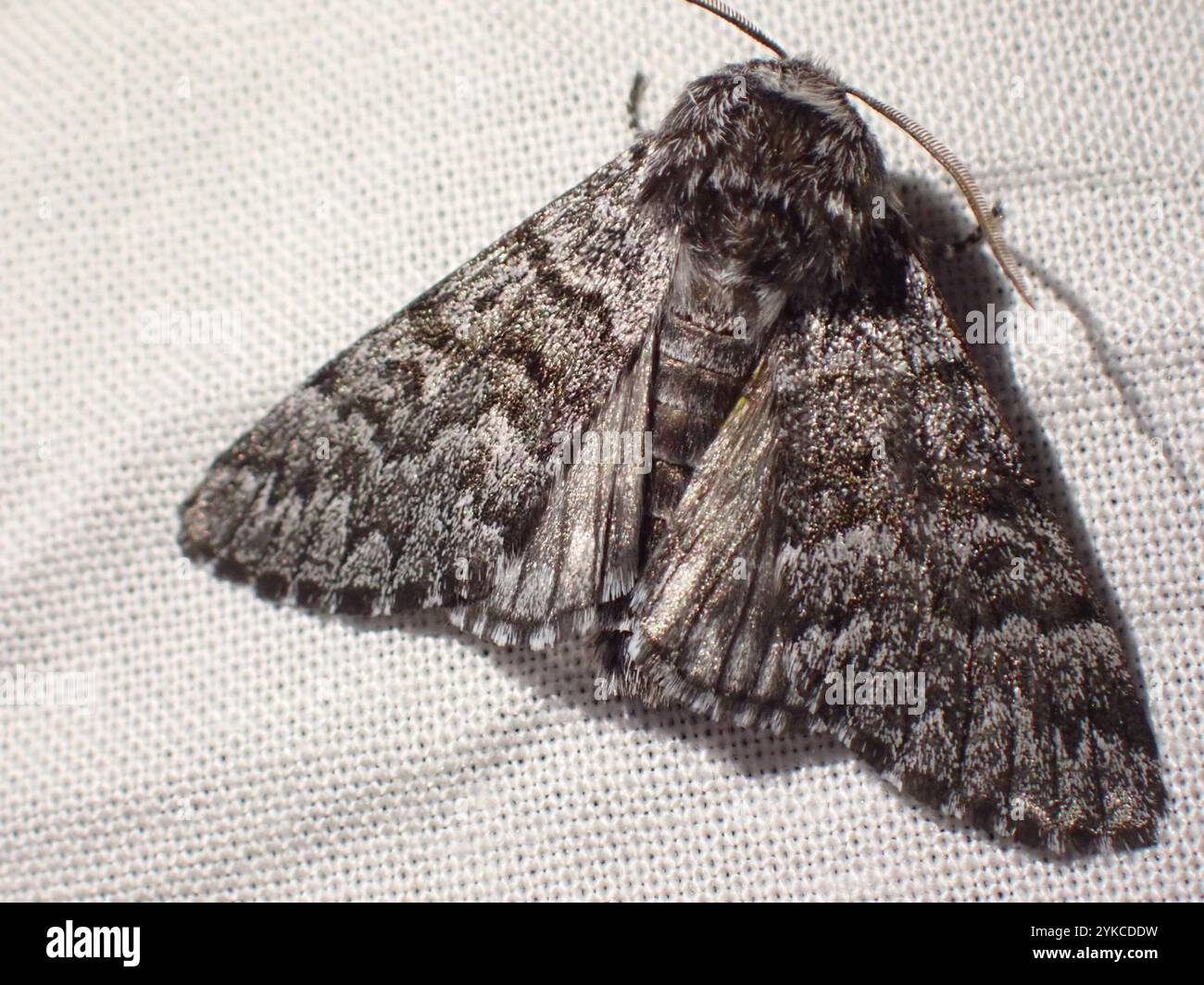 Panthea hi-res stock photography and images - Alamy