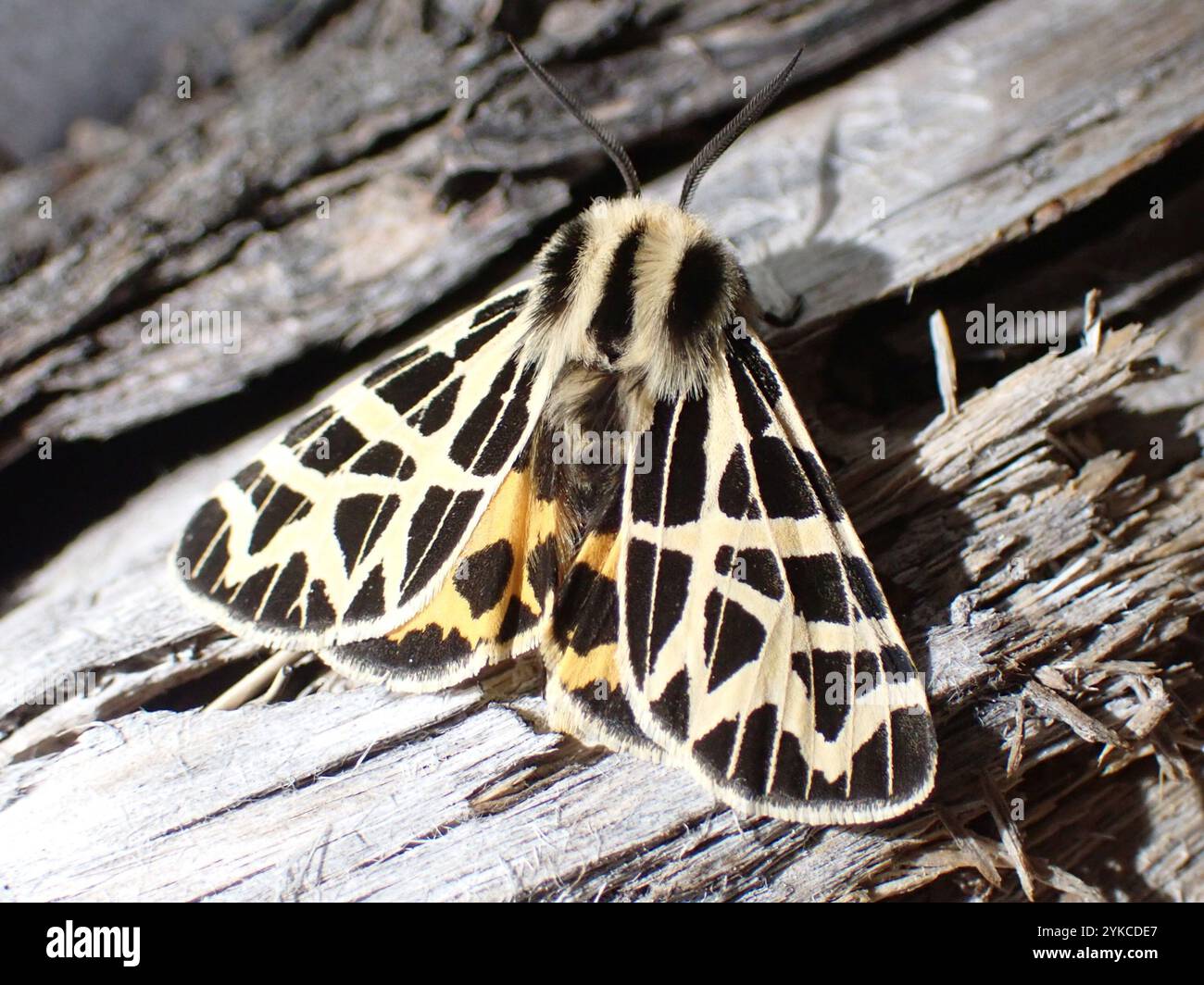 Ornate Tiger Moth (Apantesis ornata Stock Photo - Alamy
