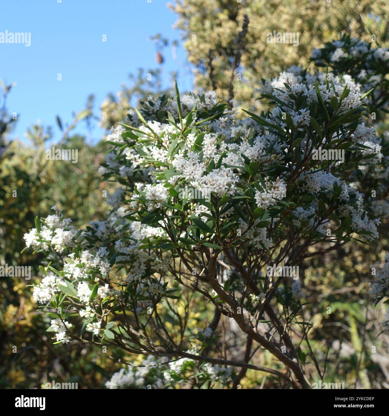 coastal beard-heath (Leucopogon parviflorus Stock Photo - Alamy