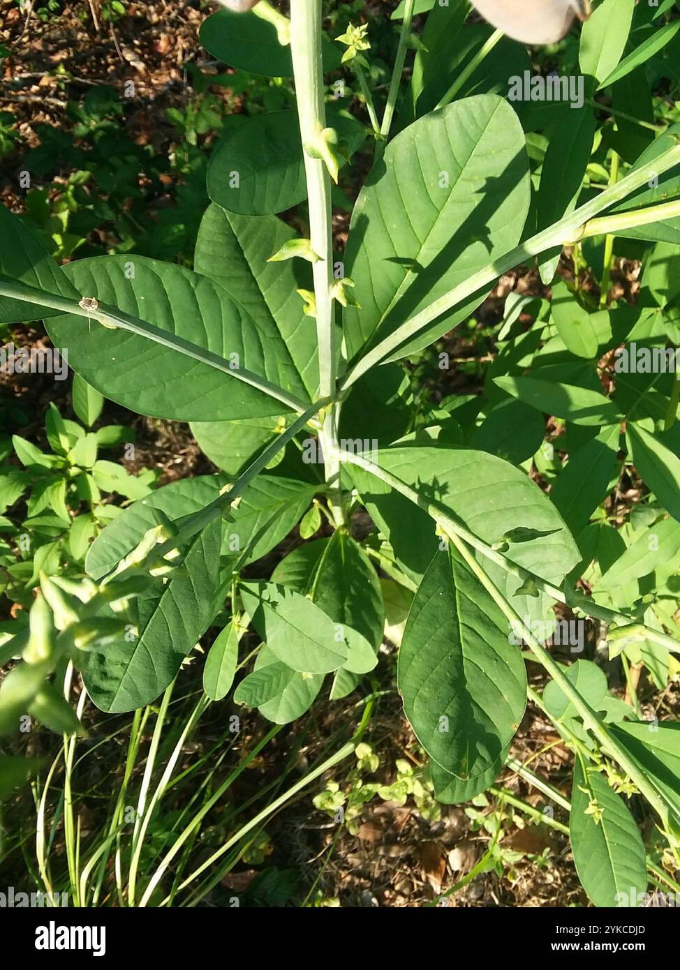 Showy Rattlebox (Crotalaria spectabilis Stock Photo - Alamy