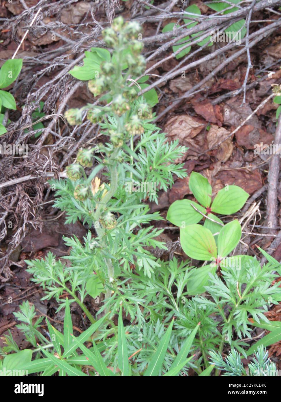 Mountain Sagewort (Artemisia norvegica Stock Photo - Alamy
