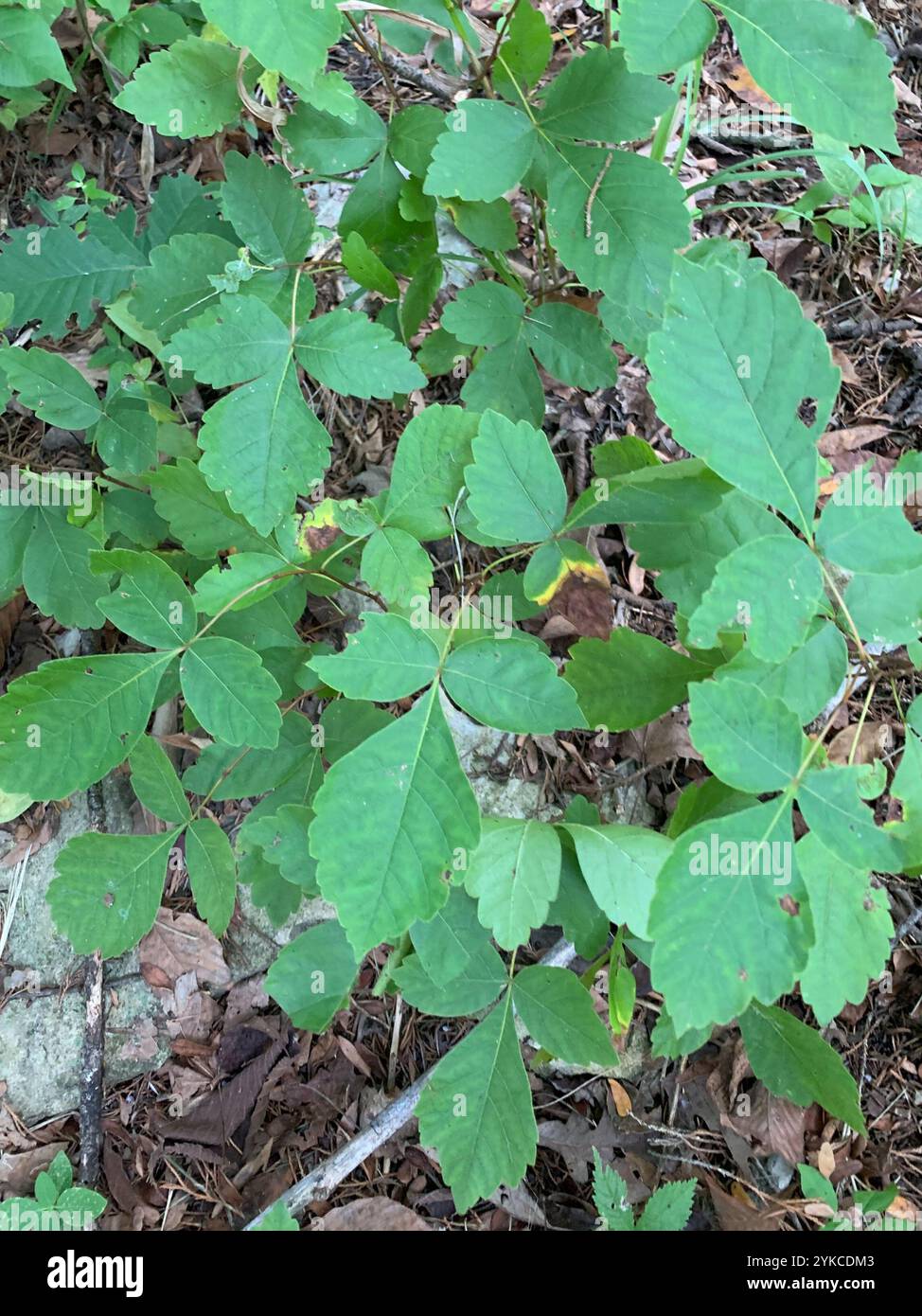 fragrant sumac (Rhus aromatica Stock Photo - Alamy