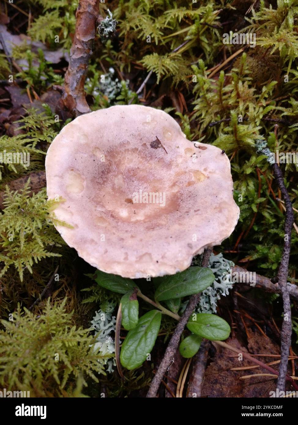 tacked milkcap (Lactarius trivialis Stock Photo - Alamy