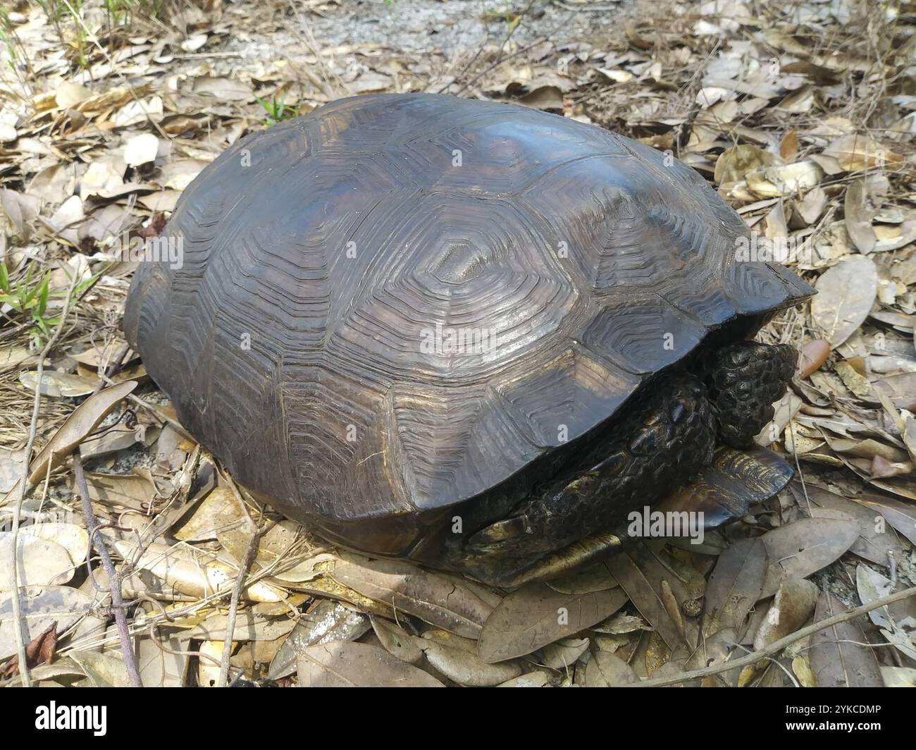 Gopher Tortoise (Gopherus polyphemus Stock Photo - Alamy