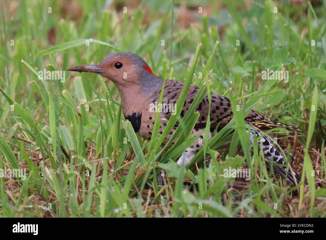 Northern Flicker (Colaptes auratus Stock Photo - Alamy