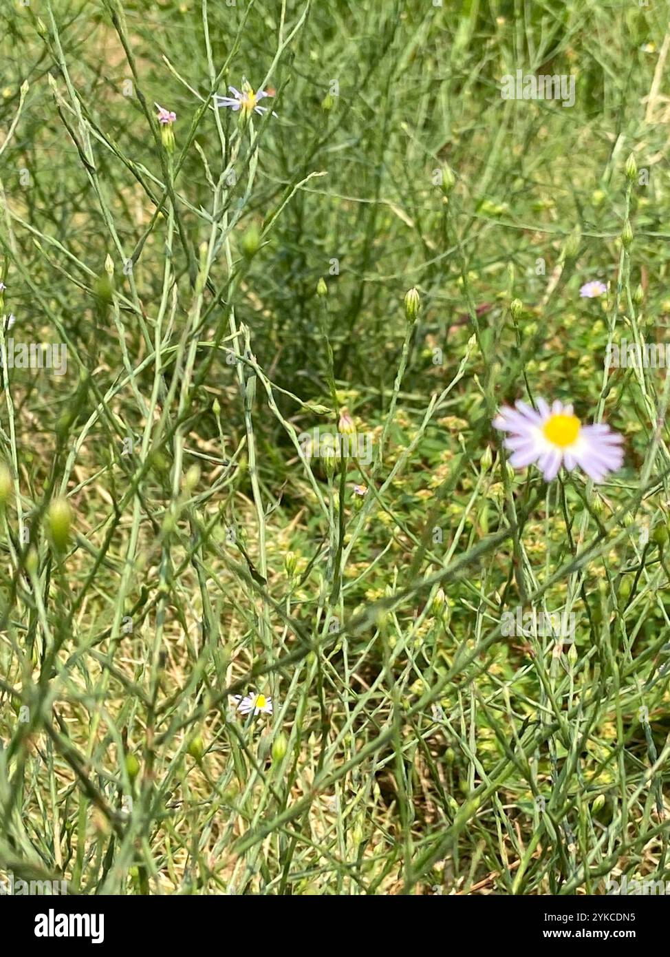 southern annual saltmarsh aster (Symphyotrichum divaricatum Stock Photo ...