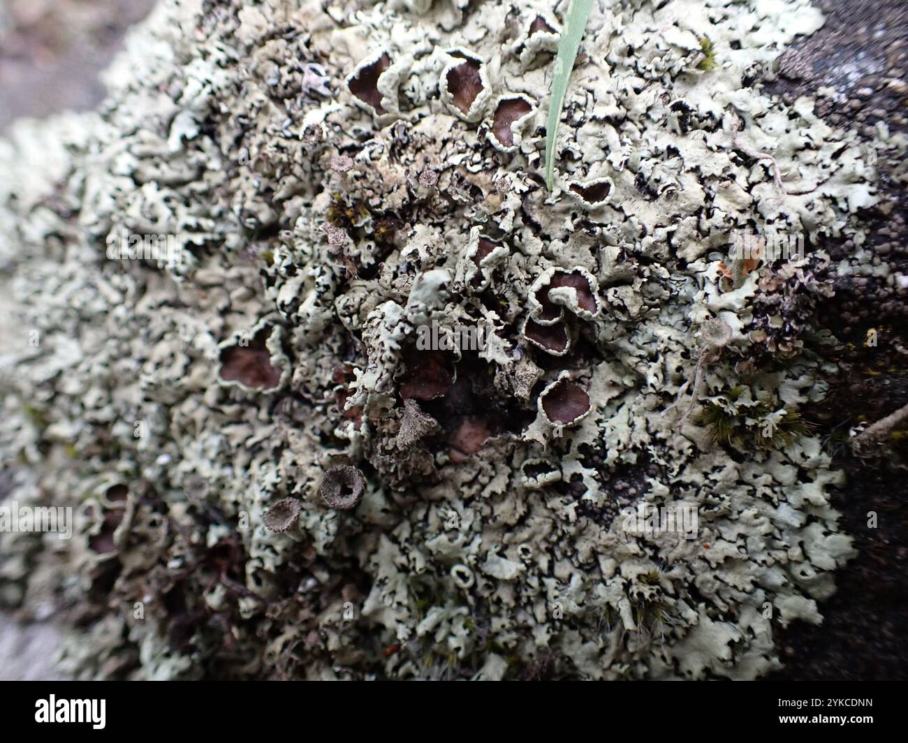 common lichens (Lecanoromycetes Stock Photo - Alamy