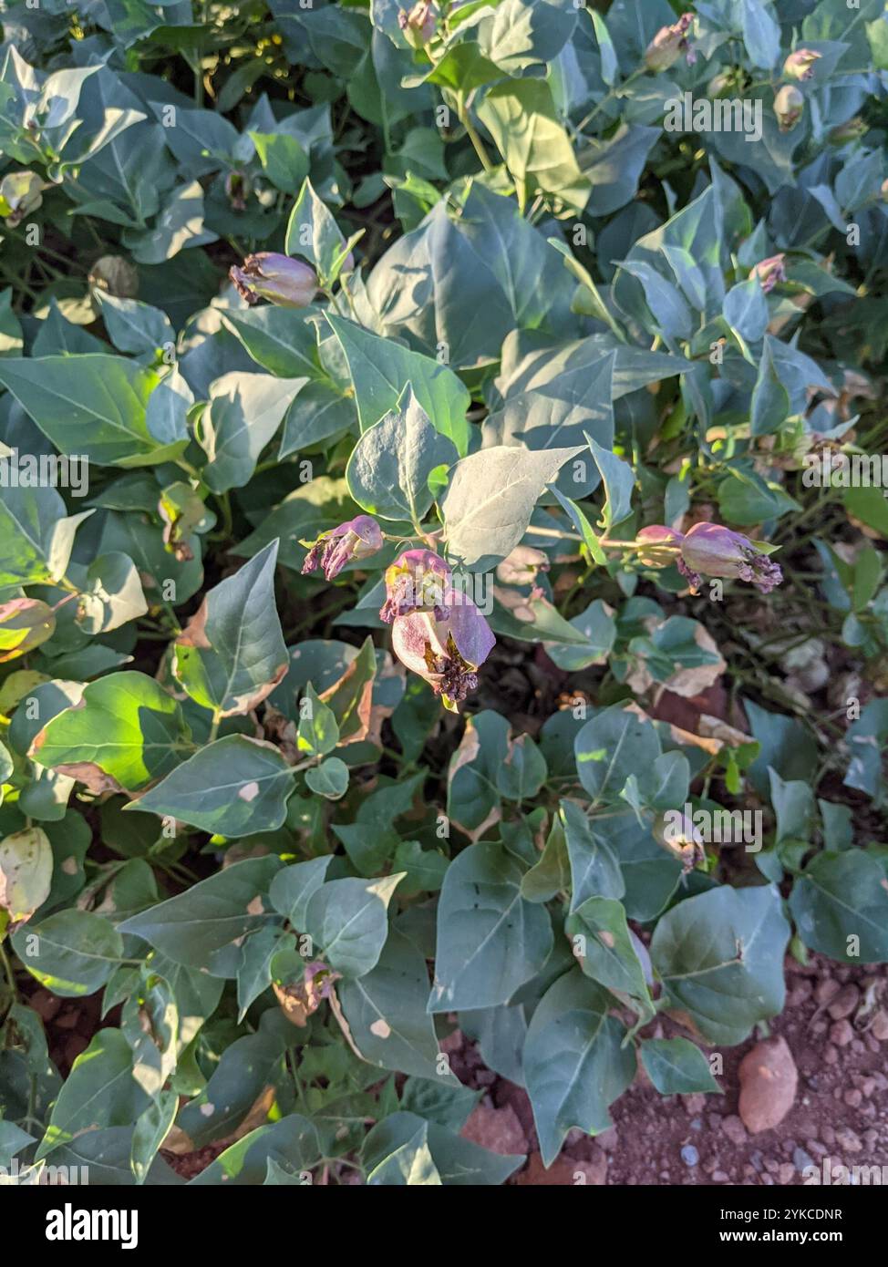 Colorado Four o'Clock (Mirabilis multiflora Stock Photo - Alamy