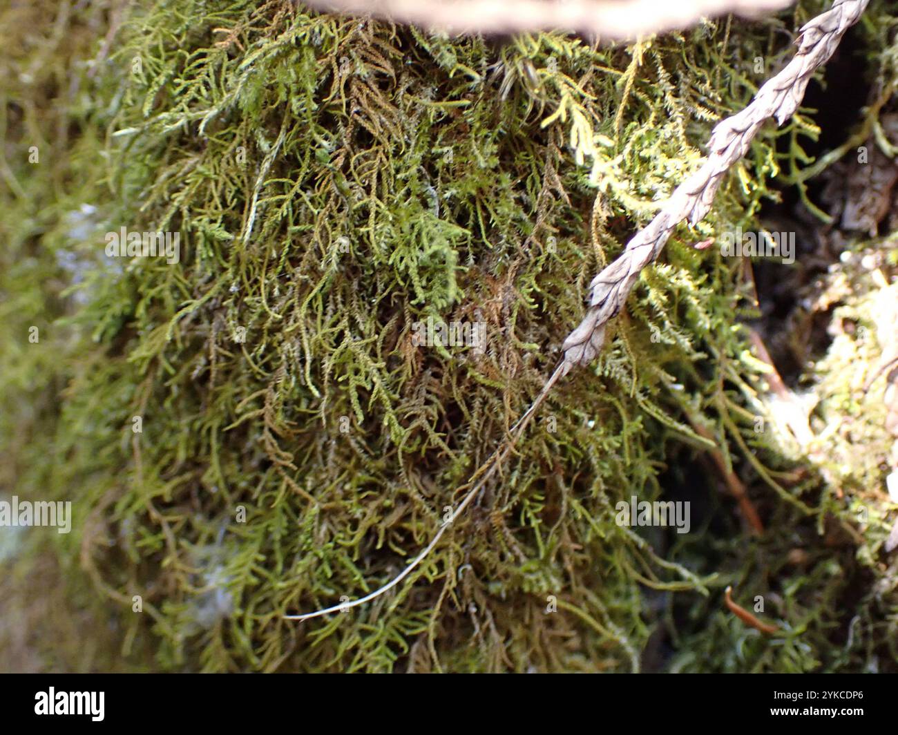 Bolander's claopodium moss (Claopodium bolanderi Stock Photo - Alamy