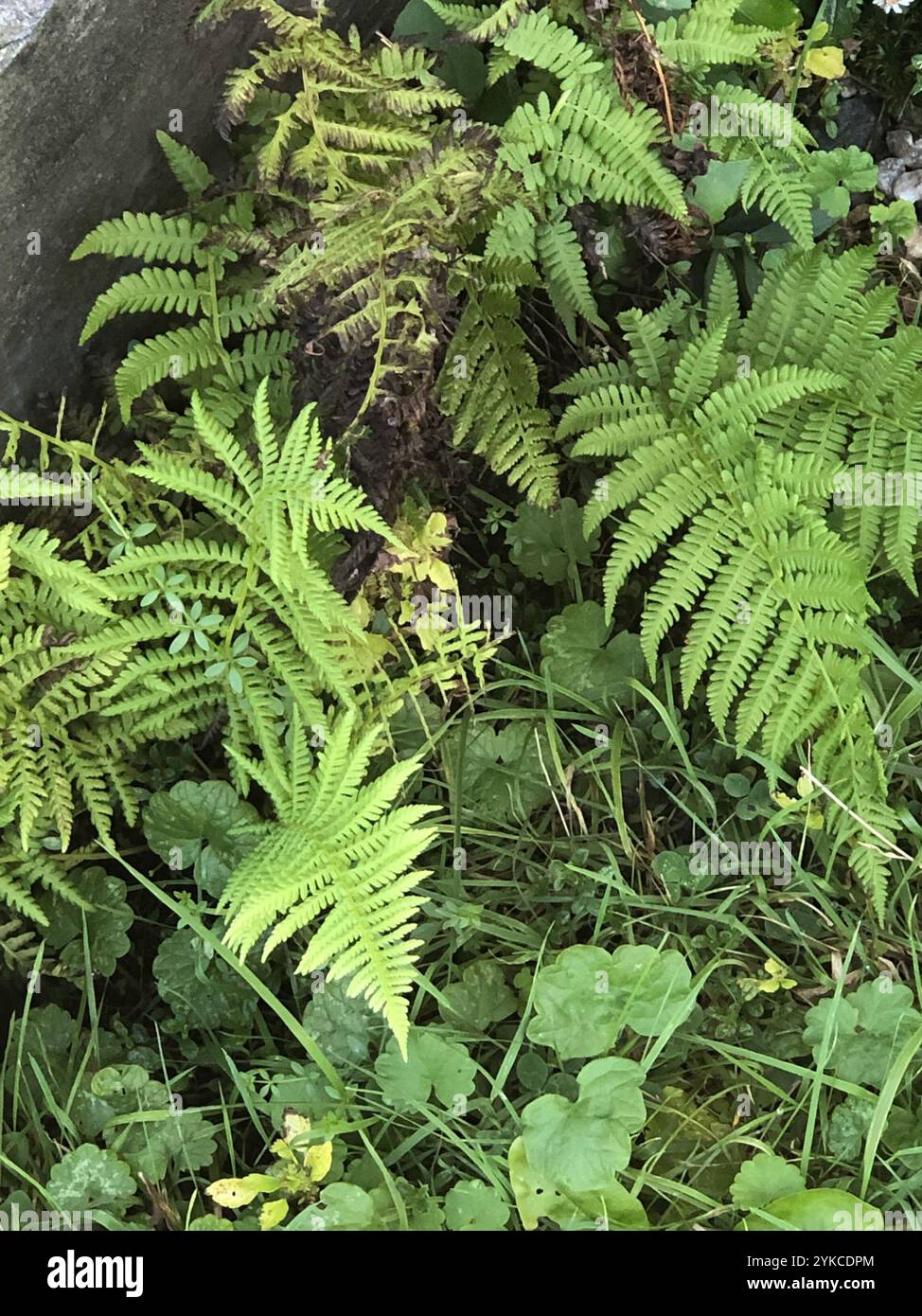 northern lady fern (Athyrium angustum Stock Photo - Alamy