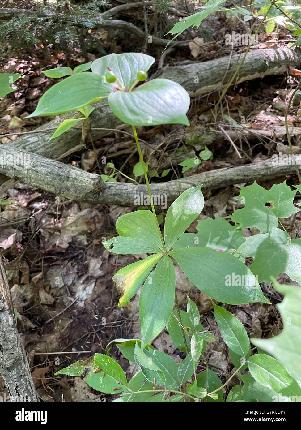 Cucumber Root (Medeola virginiana Stock Photo - Alamy