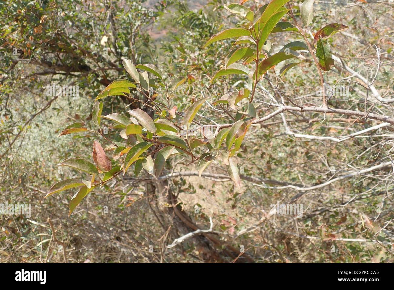 thicket bushwillow (Combretum padoides Stock Photo - Alamy