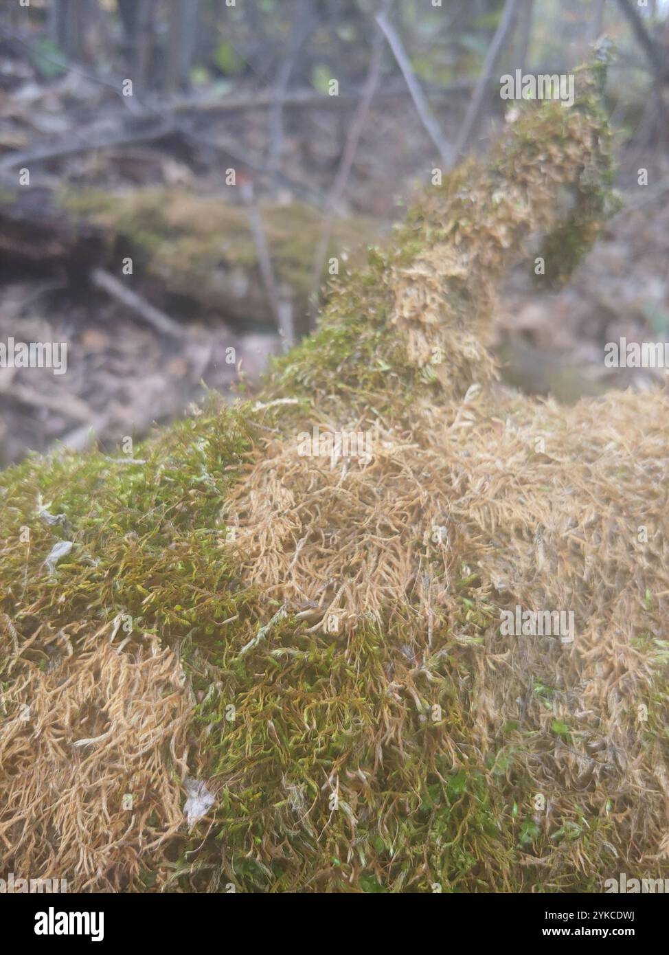 feather mosses (Hypnales Stock Photo - Alamy