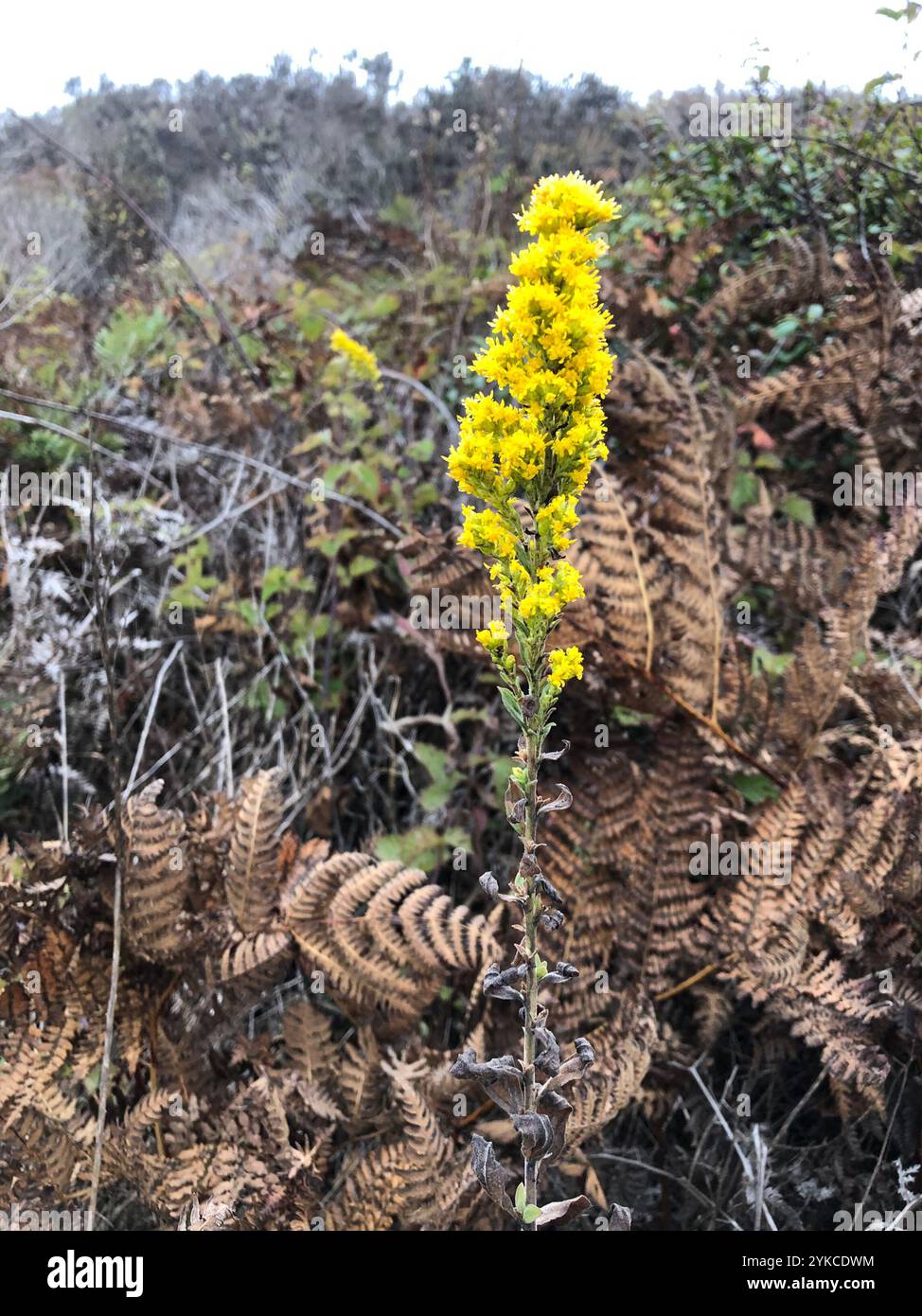 velvety goldenrod (Solidago velutina Stock Photo - Alamy