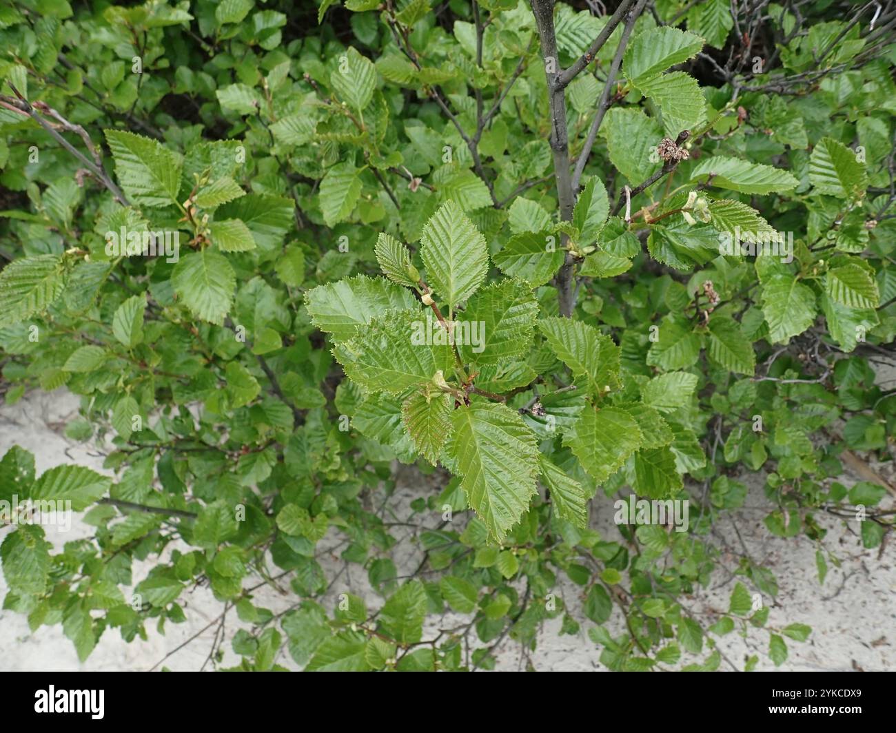 green alder (Alnus alnobetula Stock Photo - Alamy