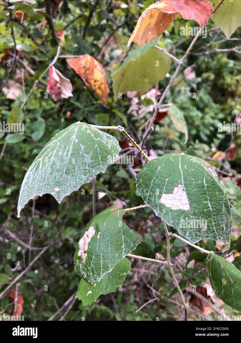 mustang grape (Vitis mustangensis Stock Photo - Alamy