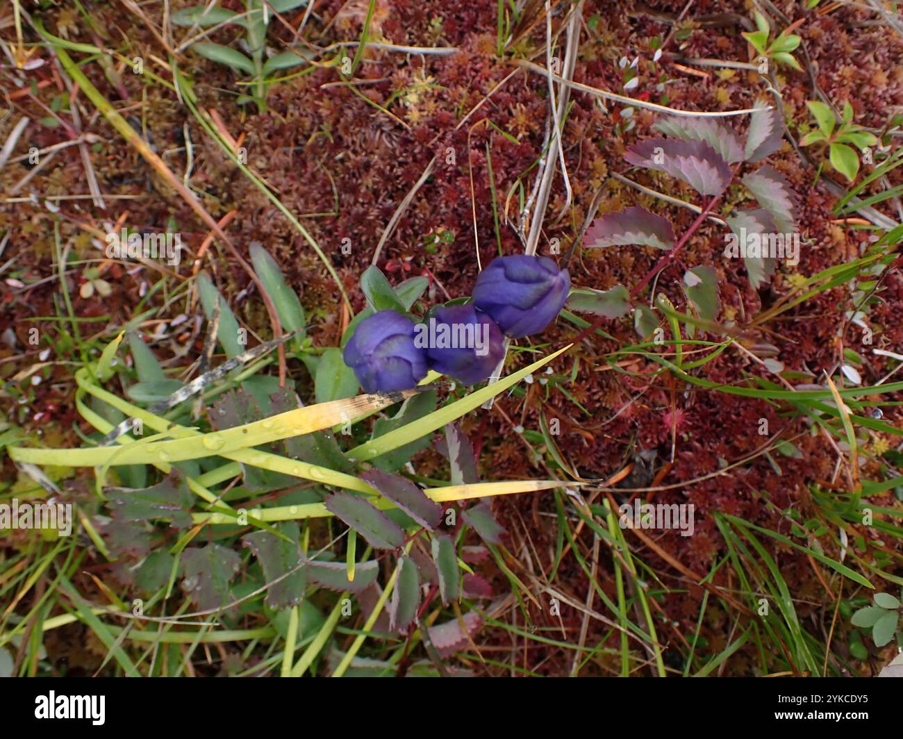 king's scepter gentian (Gentiana sceptrum Stock Photo - Alamy