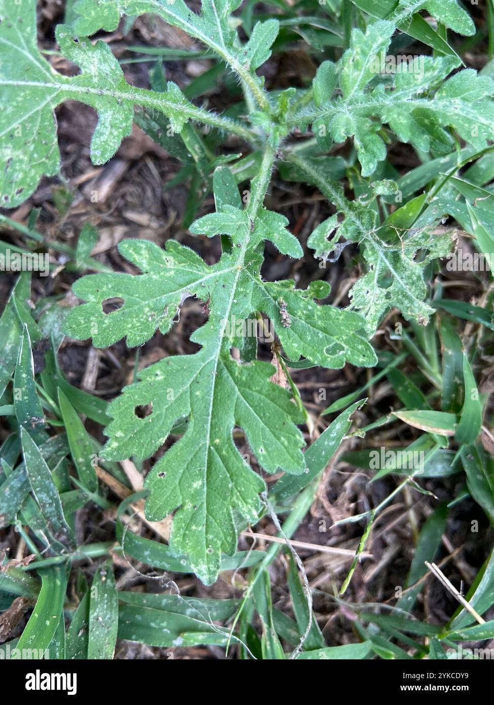 Santa Maria feverfew (Parthenium hysterophorus Stock Photo - Alamy