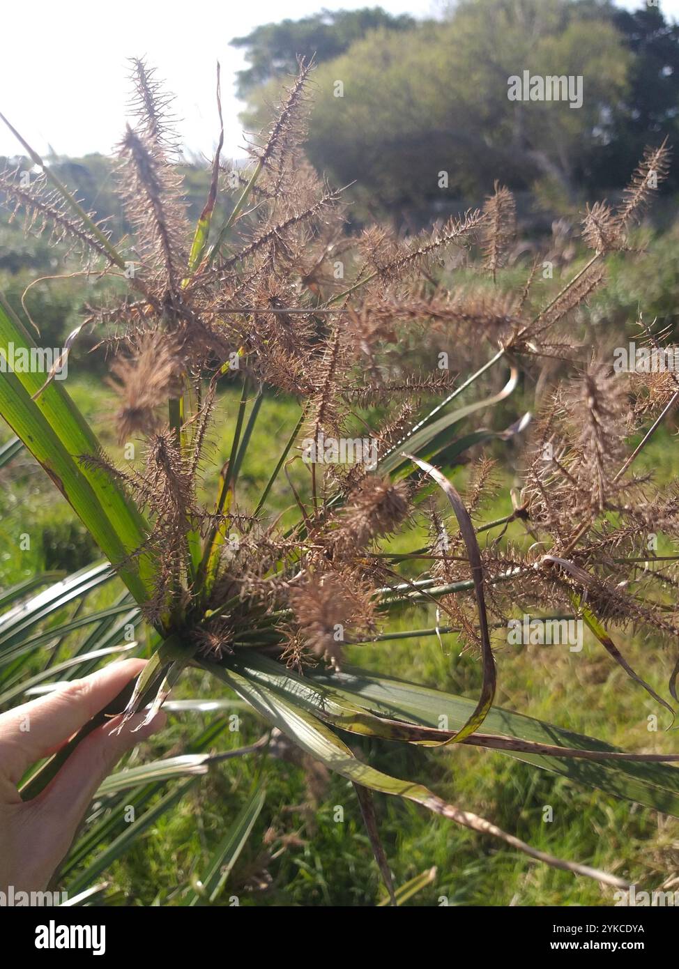 Cyperus dives hi-res stock photography and images - Alamy