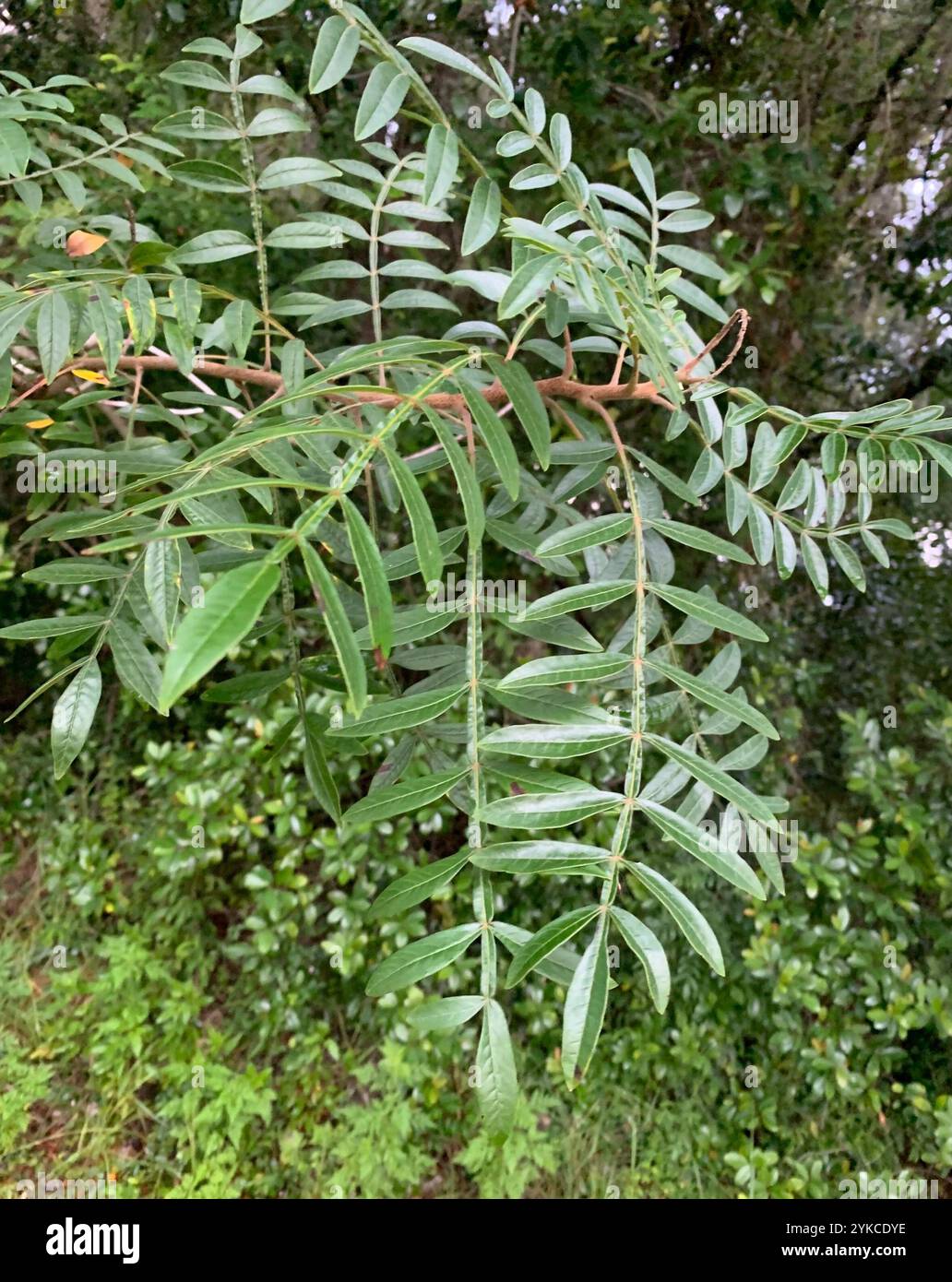 shining sumac (Rhus copallinum Stock Photo - Alamy