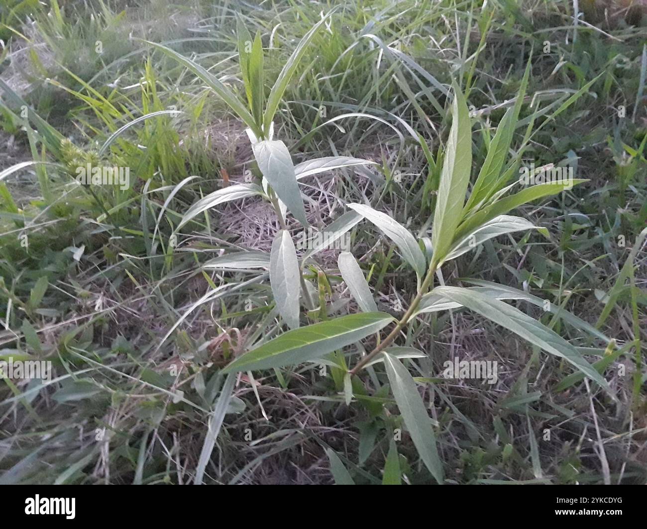 white turtlehead (Chelone glabra Stock Photo - Alamy