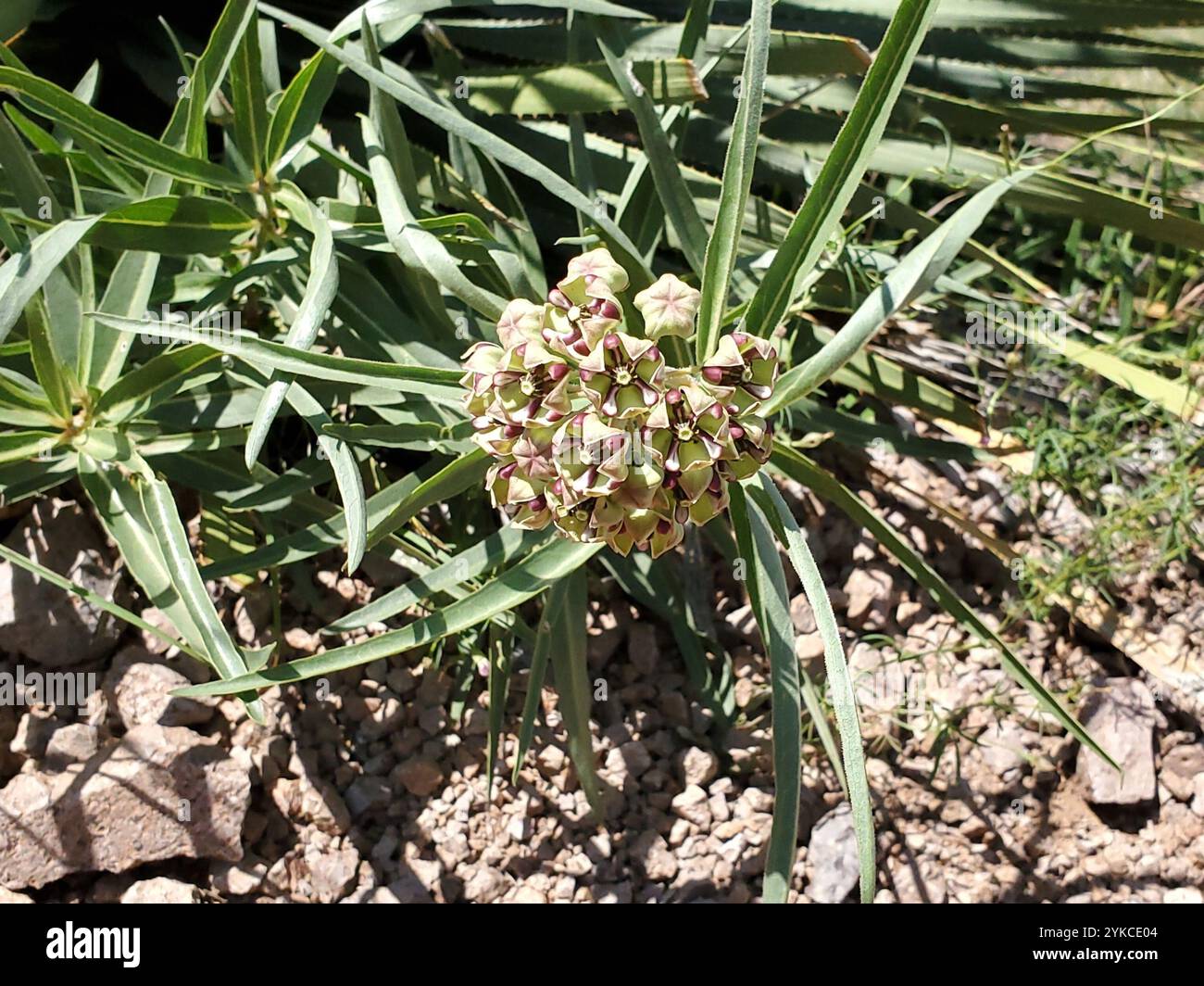Antelopehorn Milkweed (Asclepias asperula Stock Photo - Alamy