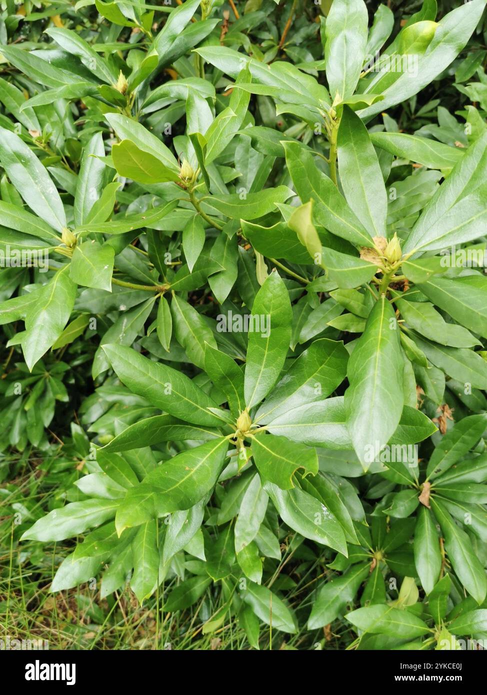 Common Rhododendron (Rhododendron ponticum Stock Photo - Alamy