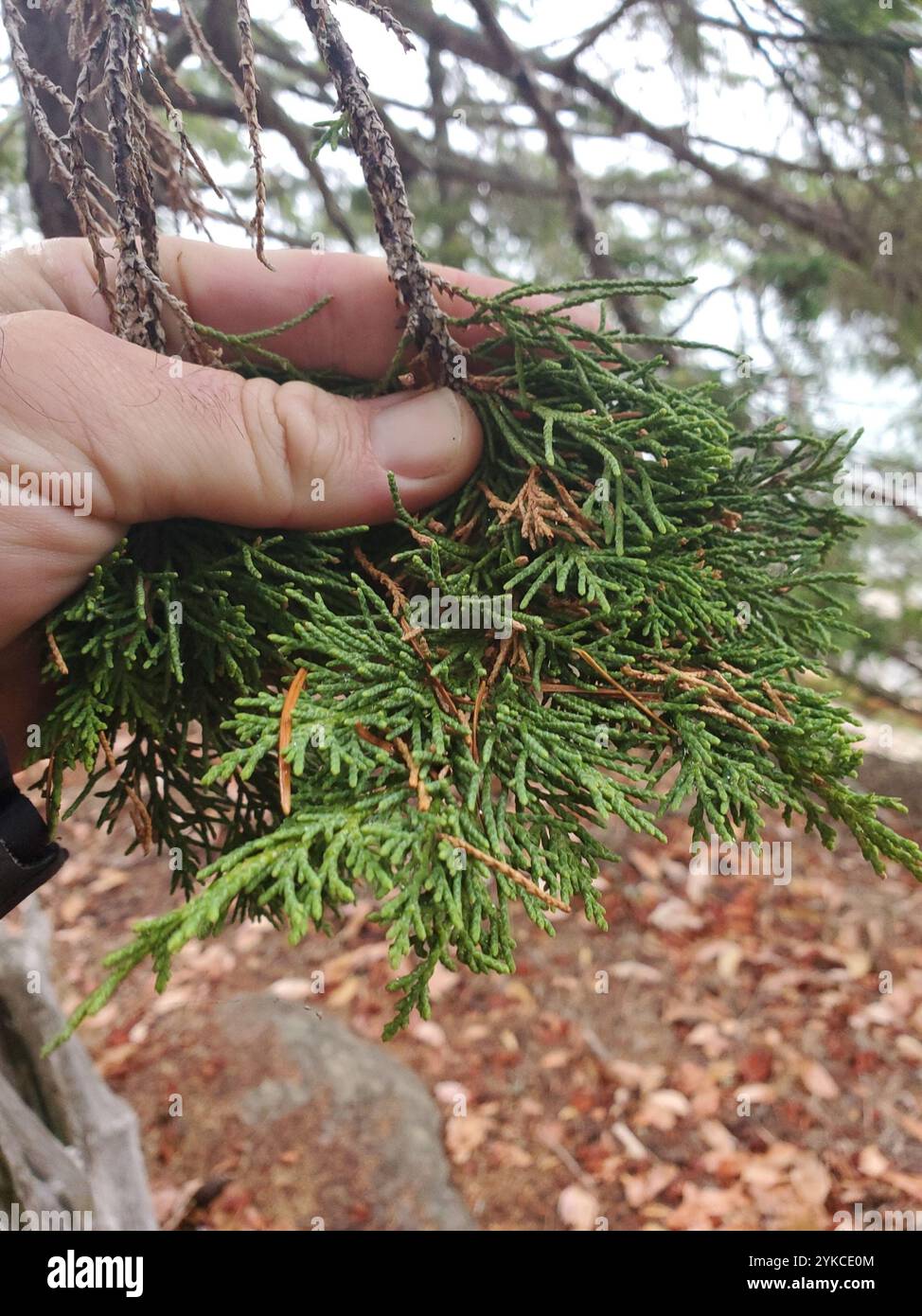 Seaside Juniper (Juniperus maritima Stock Photo - Alamy